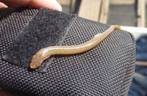 Le candiru, le poisson qui rentre dans votre pénis - Saviez-vous